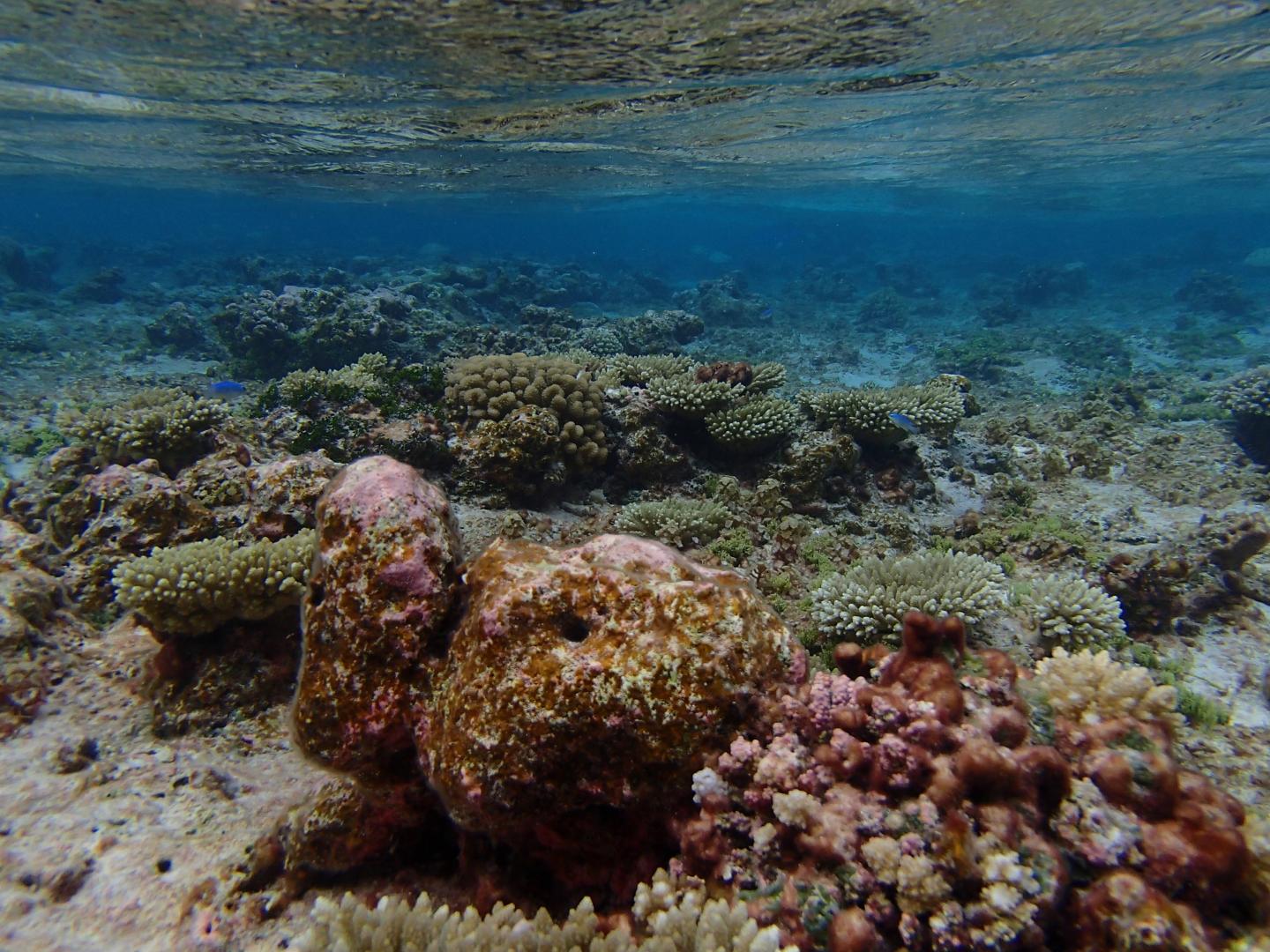 Corals May Adapt to Moderate b [IMAGE] | EurekAlert! Science News Releases