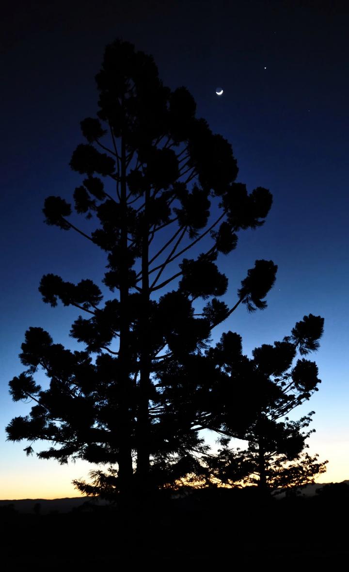 Hoop Pine [IMAGE] | EurekAlert! Science News Releases