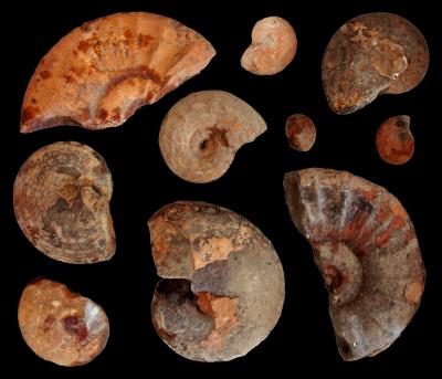 A Mass Extinction Can't Keep These Molluscs D | EurekAlert!