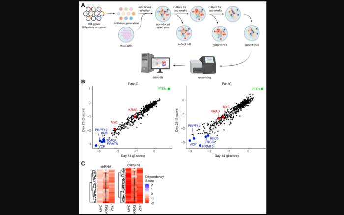 Genes & Cancer | VCP/p97 as a therapeutic tar | EurekAlert!