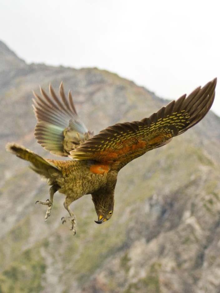Juvenile Kea [IMAGE] | EurekAlert! Science News Releases