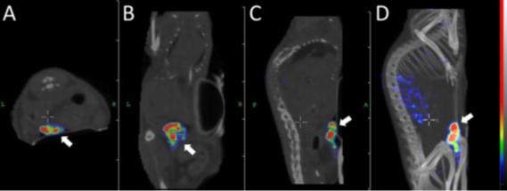 nanoSPECT/CT Images and Maximu [IMAGE] | EurekAlert! Science News Releases