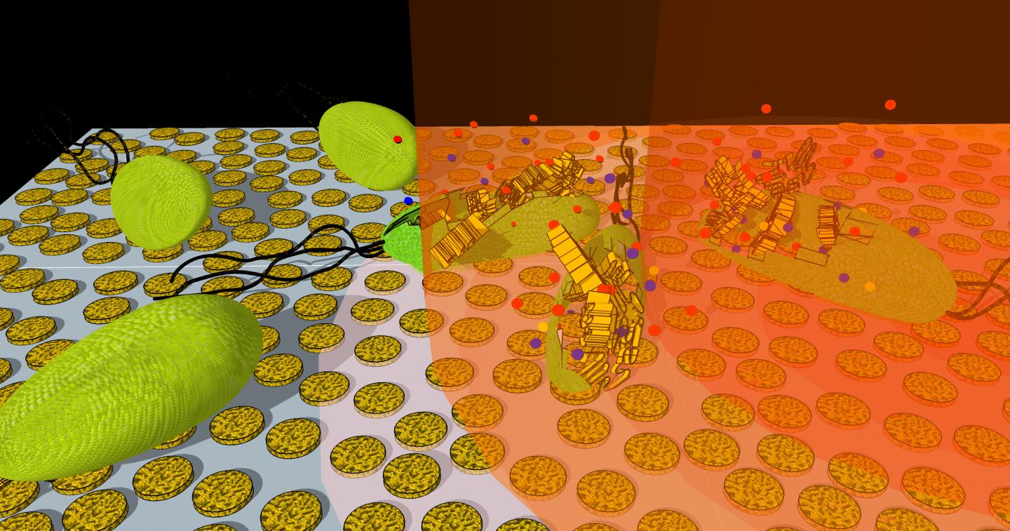 Nanoporous Gold Disk Arrays [IMAGE] | EurekAlert! Science News Releases