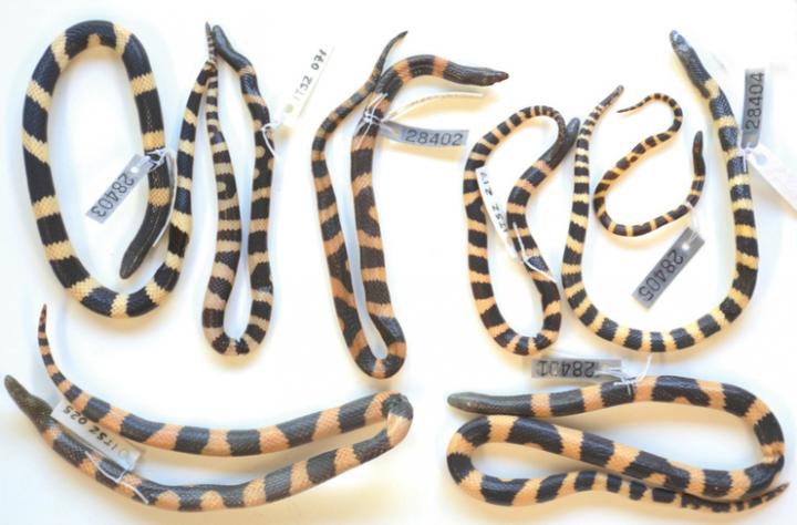 Collection Specimens [IMAGE] | EurekAlert! Science News Releases