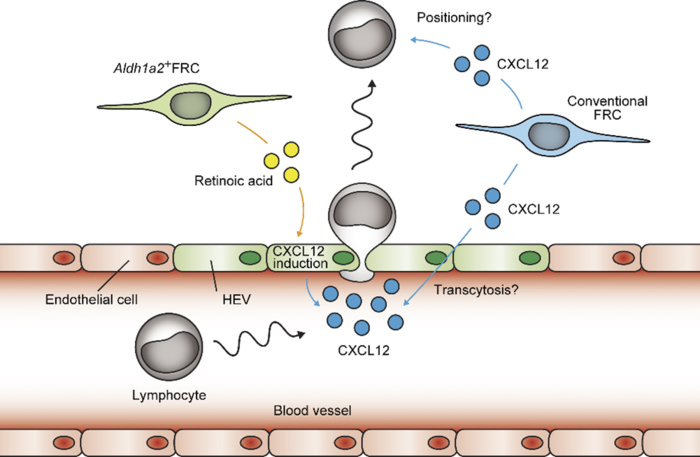 Figure [IMAGE] | EurekAlert! Science News Releases