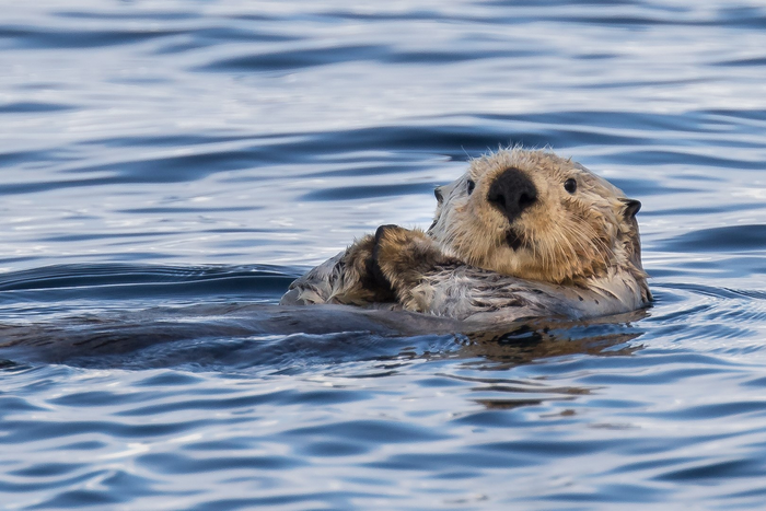 Sea otter photo by Markus Thom [IMAGE] | EurekAlert! Science News Releases