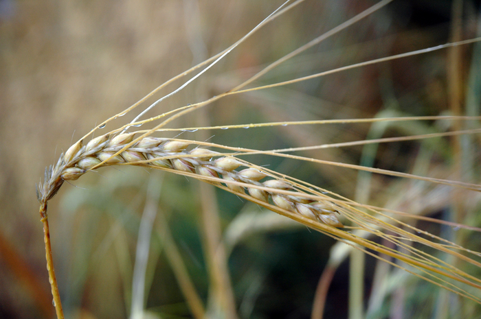 Celebrated barley came from a single plant | EurekAlert!