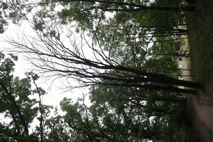 Sycamore maples destroyed by t [IMAGE] | EurekAlert! Science News Releases