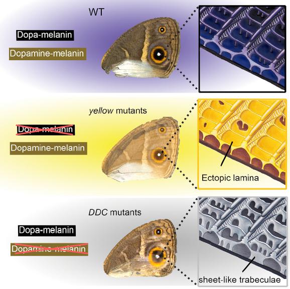 Mutations In Butterfly Pigment [IMAGE] | EurekAlert! Science News Releases