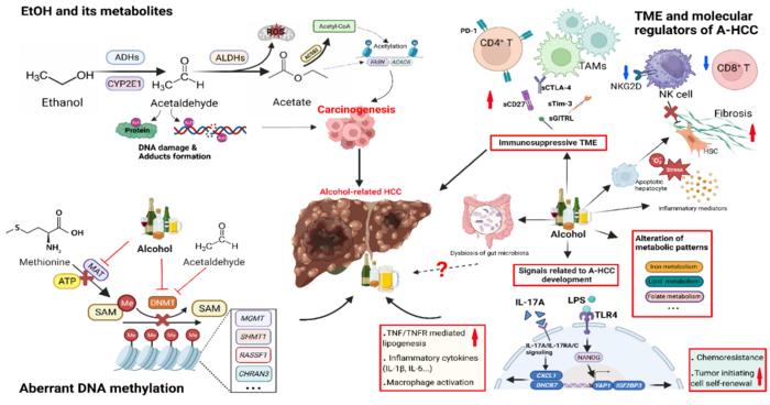 The proposed mechanisms, tumor [IMAGE] | EurekAlert! Science News Releases
