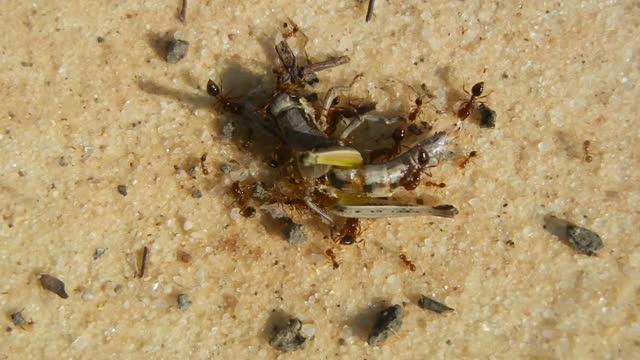 Fire Ants Falling to Acid-Covered Crazy Ants | EurekAlert!