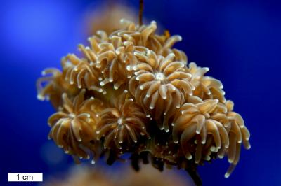 Comprehending Coral's Complex Response to Cli | EurekAlert!