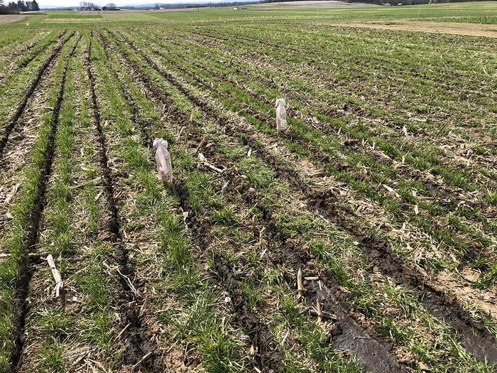 A research field plot [IMAGE] | EurekAlert! Science News Releases