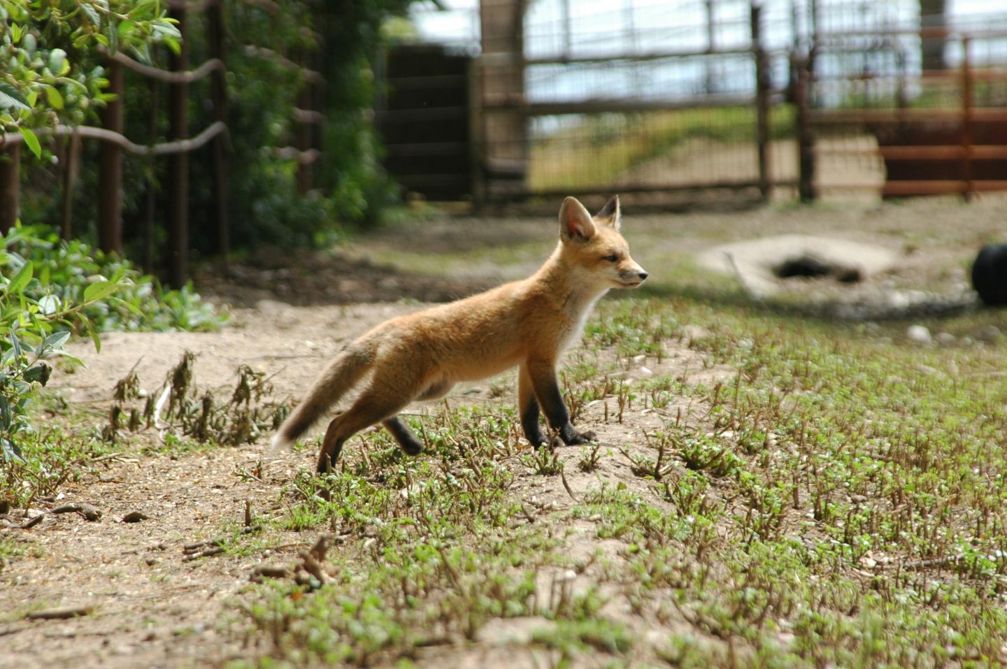 Sacramento Valley Red Fox Pup [IMAGE] | EurekAlert! Science News Releases