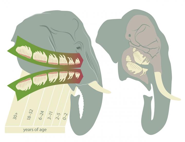 Illustration of Teeth [IMAGE] | EurekAlert! Science News Releases