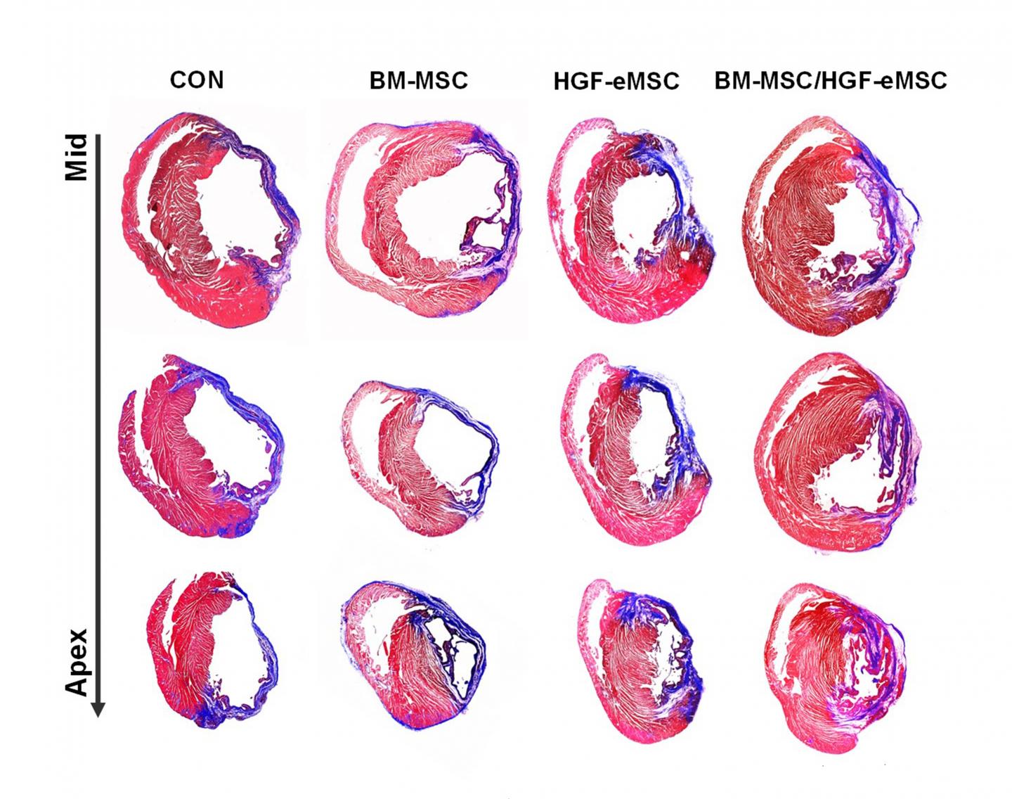 Comparison of Cardiac Tissues [IMAGE] | EurekAlert! Science News Releases