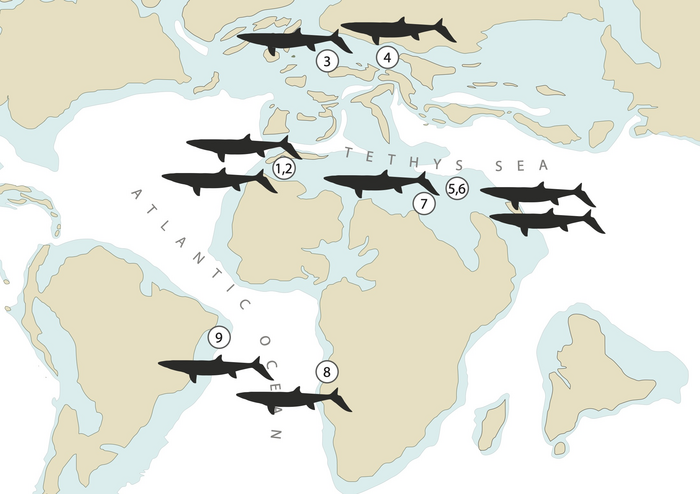 Map of distribution of Thalass [IMAGE] | EurekAlert! Science News Releases