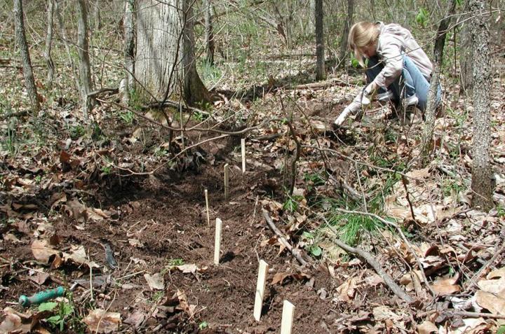 Student Tracing Roots [IMAGE] | EurekAlert! Science News Releases