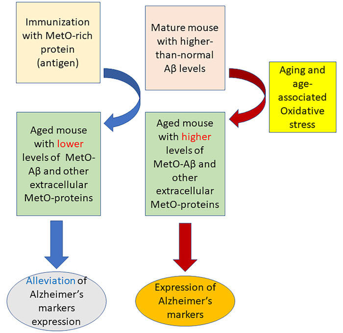 Mice and methionine sulfoxide. [IMAGE] | EurekAlert! Science News Releases