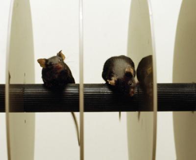 Rotarod [IMAGE] | EurekAlert! Science News Releases