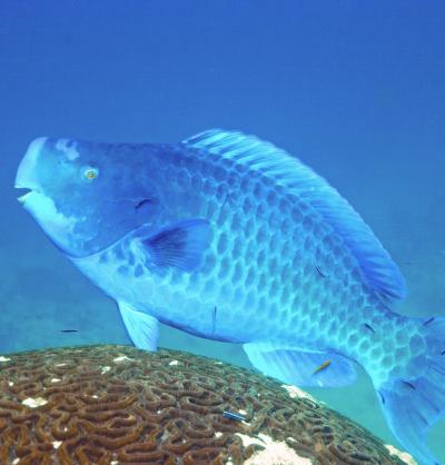 Blue Parrotfish [IMAGE] | EurekAlert! Science News Releases