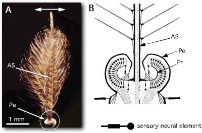 Active hearing process in mosquitoes | EurekAlert!