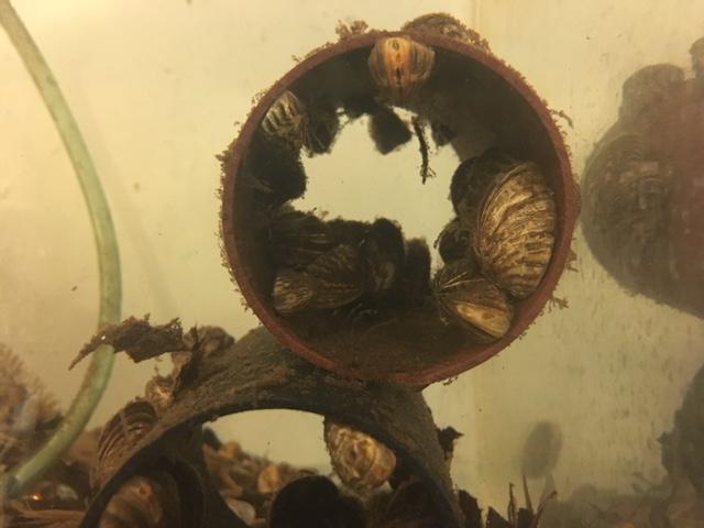 Zebra Mussels [IMAGE] | EurekAlert! Science News Releases