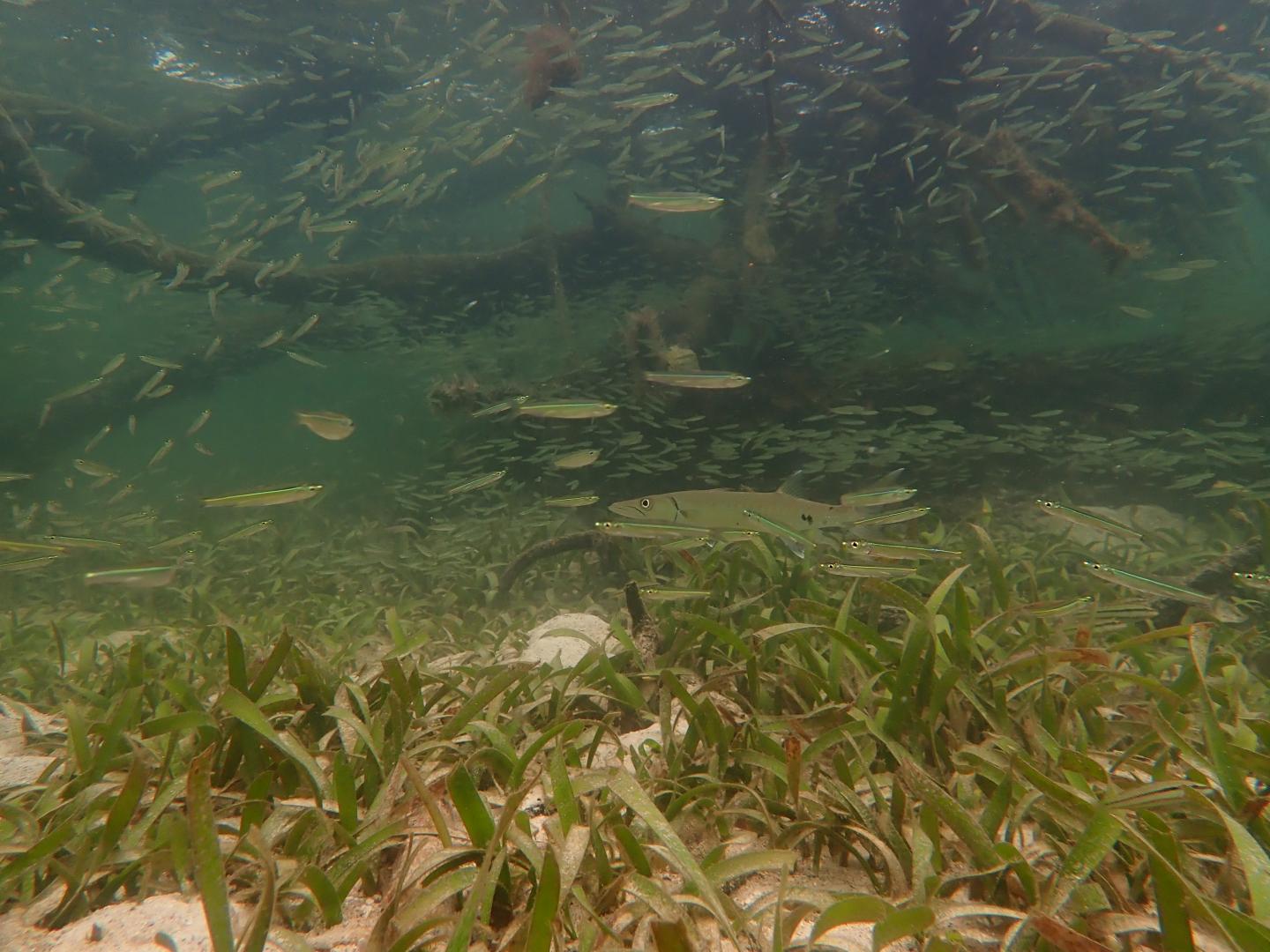 Symbionts sans frontieres: Bacterial partners | EurekAlert!