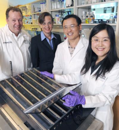 Dr. Beth Levine and Team, UT S [IMAGE] | EurekAlert! Science News Releases