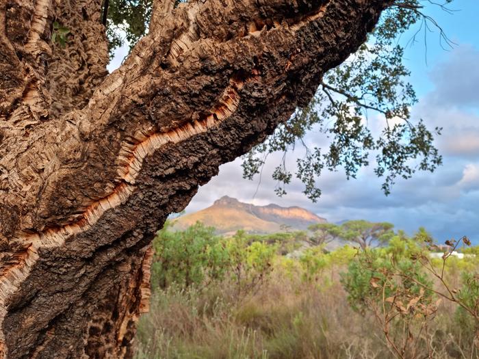 Oak tree infected by the Polyp [IMAGE] | EurekAlert! Science News Releases
