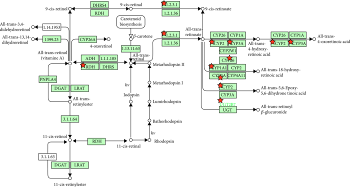 The process of retinol metabol [IMAGE] | EurekAlert! Science News Releases