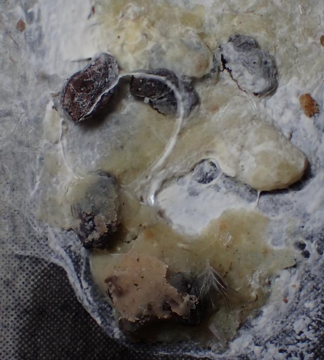 Bird feces with stick insect e [IMAGE] | EurekAlert! Science News Releases