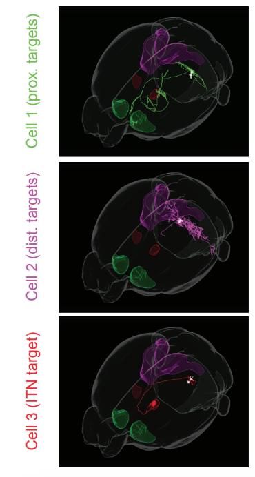 Pyramidal Cells [IMAGE] | EurekAlert! Science News Releases