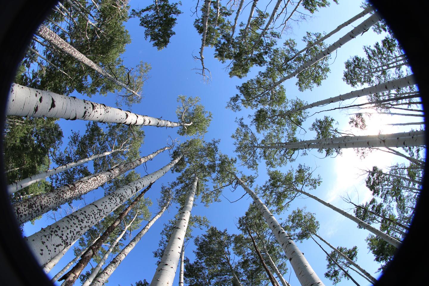 Measuring Plant Growth from Space with Improv | EurekAlert!