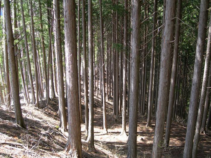 Planted forest in Japan [IMAGE] | EurekAlert! Science News Releases