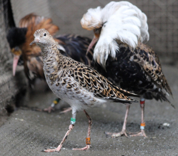 Ruffs male [IMAGE] | EurekAlert! Science News Releases