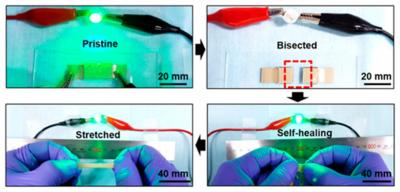 The Ability to Self-Healing ev [IMAGE] | EurekAlert! Science News Releases