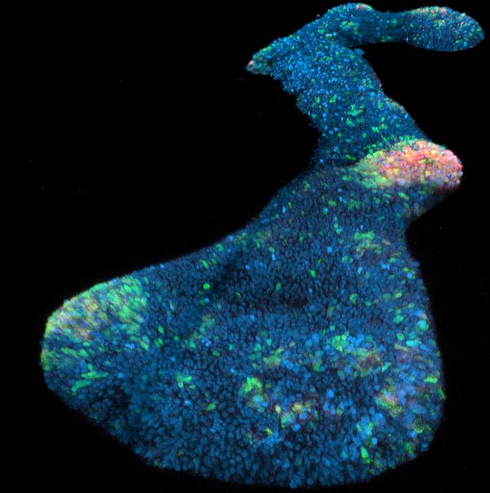 3D high resolution imaging of [IMAGE] | EurekAlert! Science News Releases