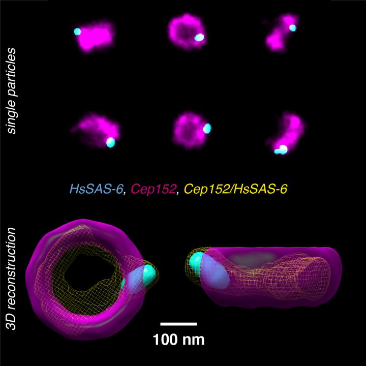 Human Centrioles Imaged Using [IMAGE] | EurekAlert! Science News Releases
