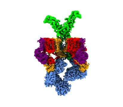 CNIO and University of Wurzburg solve 3D stru | EurekAlert!