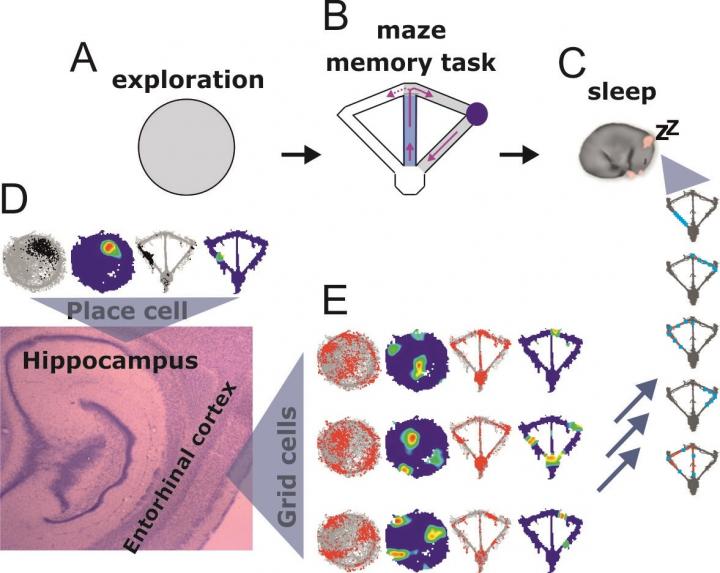 Entorhinal Cortex Acts Indepen [IMAGE] | EurekAlert! Science News Releases