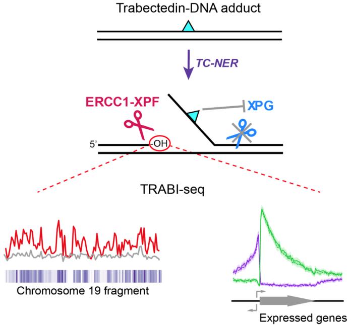 Figure 3 [IMAGE] | EurekAlert! Science News Releases