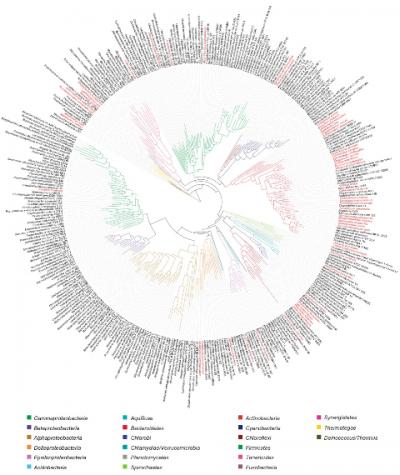 Family Tree of Bacteria and Ar [IMAGE] | EurekAlert! Science News Releases