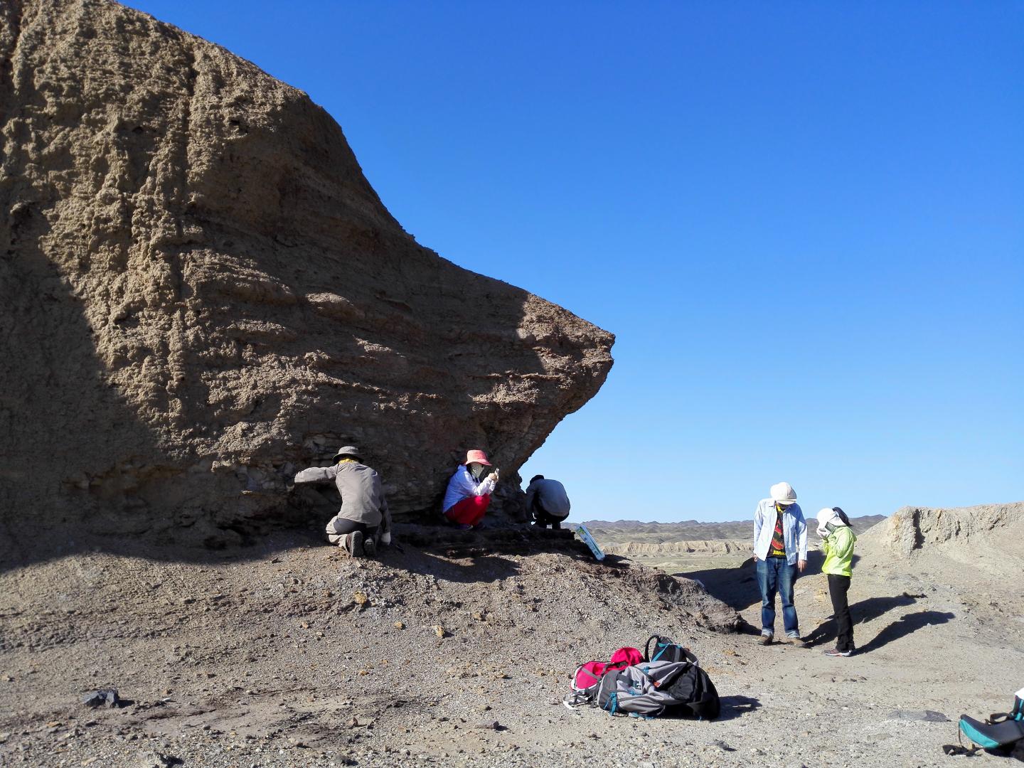 New Fossils Show Extraordinary [IMAGE] | EurekAlert! Science News Releases