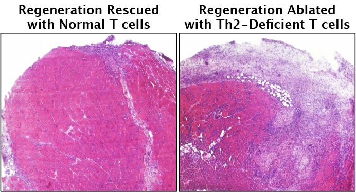 Harnessing the Immune System to Regenerate Ti | EurekAlert!