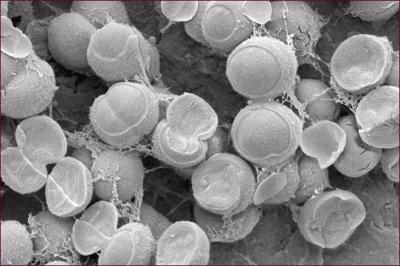 A Renewable Energy Source: Tin [IMAGE] | EurekAlert! Science News Releases