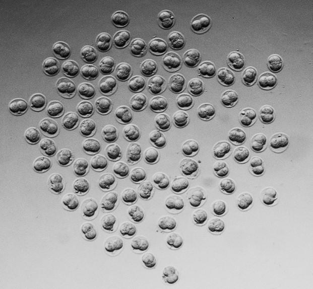 2-Cell Stage Embryos [IMAGE] | EurekAlert! Science News Releases