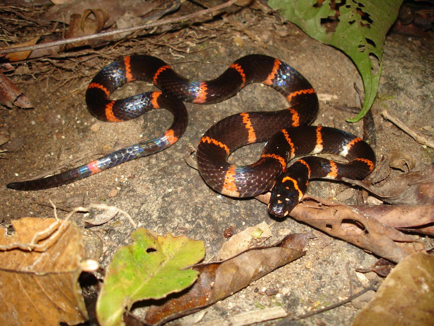 Oxyrophus [IMAGE] | EurekAlert! Science News Releases