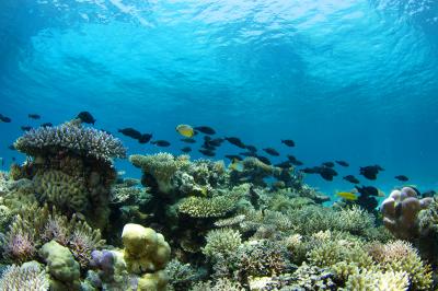 Lonely Coral Reefs Might Be OK [IMAGE] | EurekAlert! Science News Releases