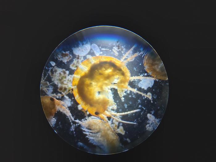 Hyalella yashmara [IMAGE] | EurekAlert! Science News Releases